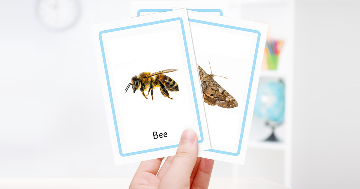 Free insects flashcards for kids - Totcards